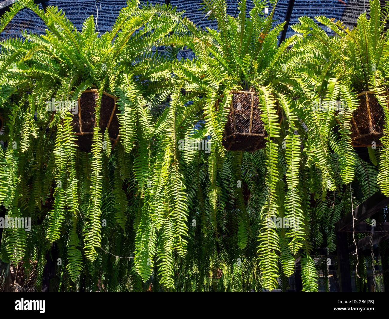 Potted ferns hi-res stock photography and images - Alamy