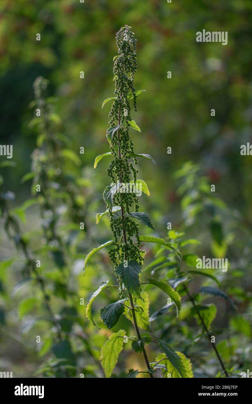 Single stinging nettle plant in front of green blurred stinging nettle ...