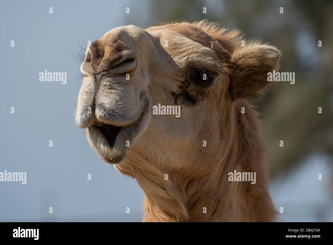 Funny Looking Camel