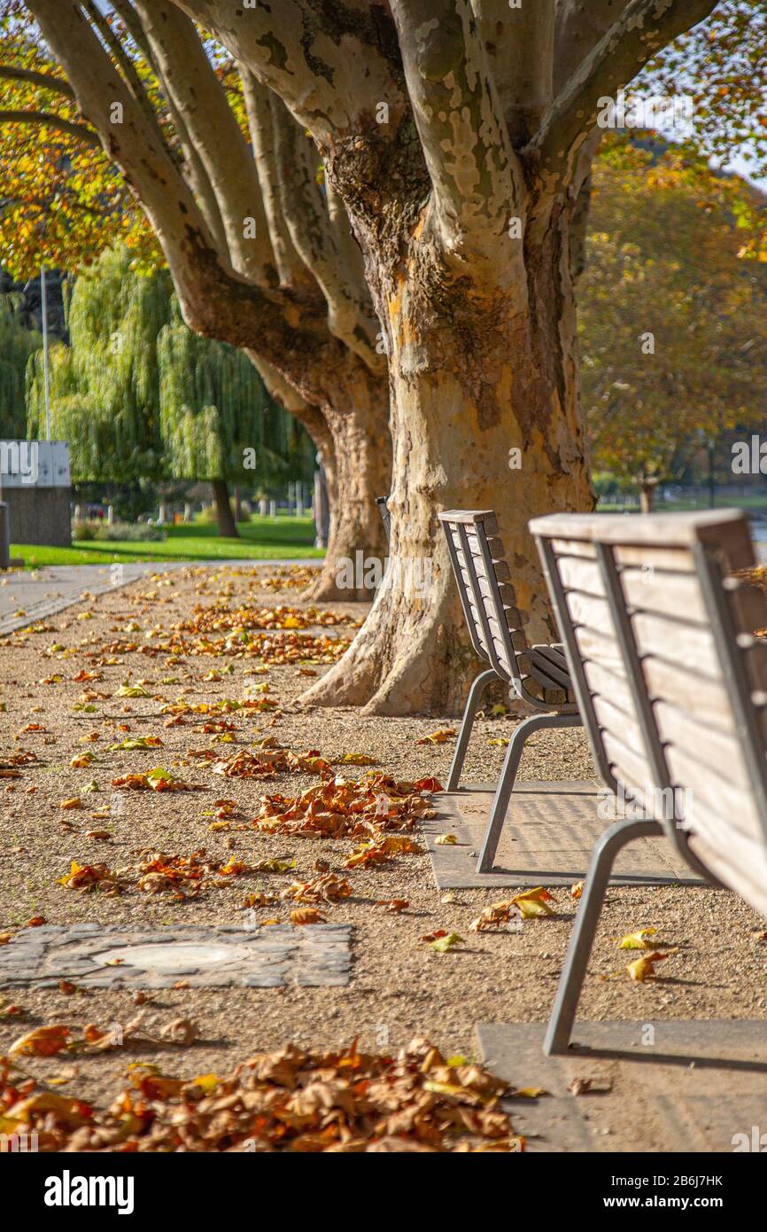 Bench under tree fallen leaves hi-res stock photography and images - Alamy
