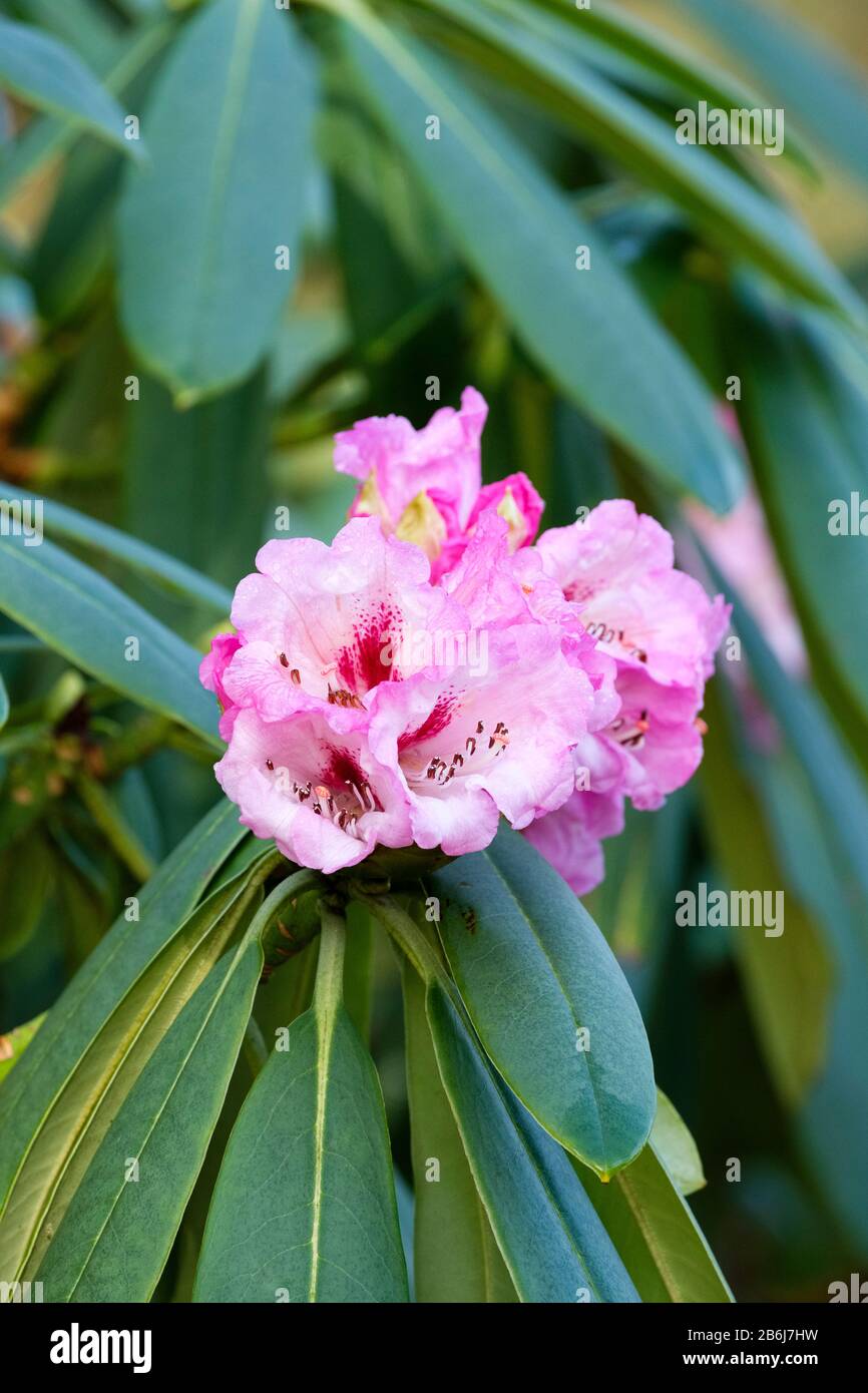 Rhododendron x geraldii, elepidote species hybrid with rose flowers and ...