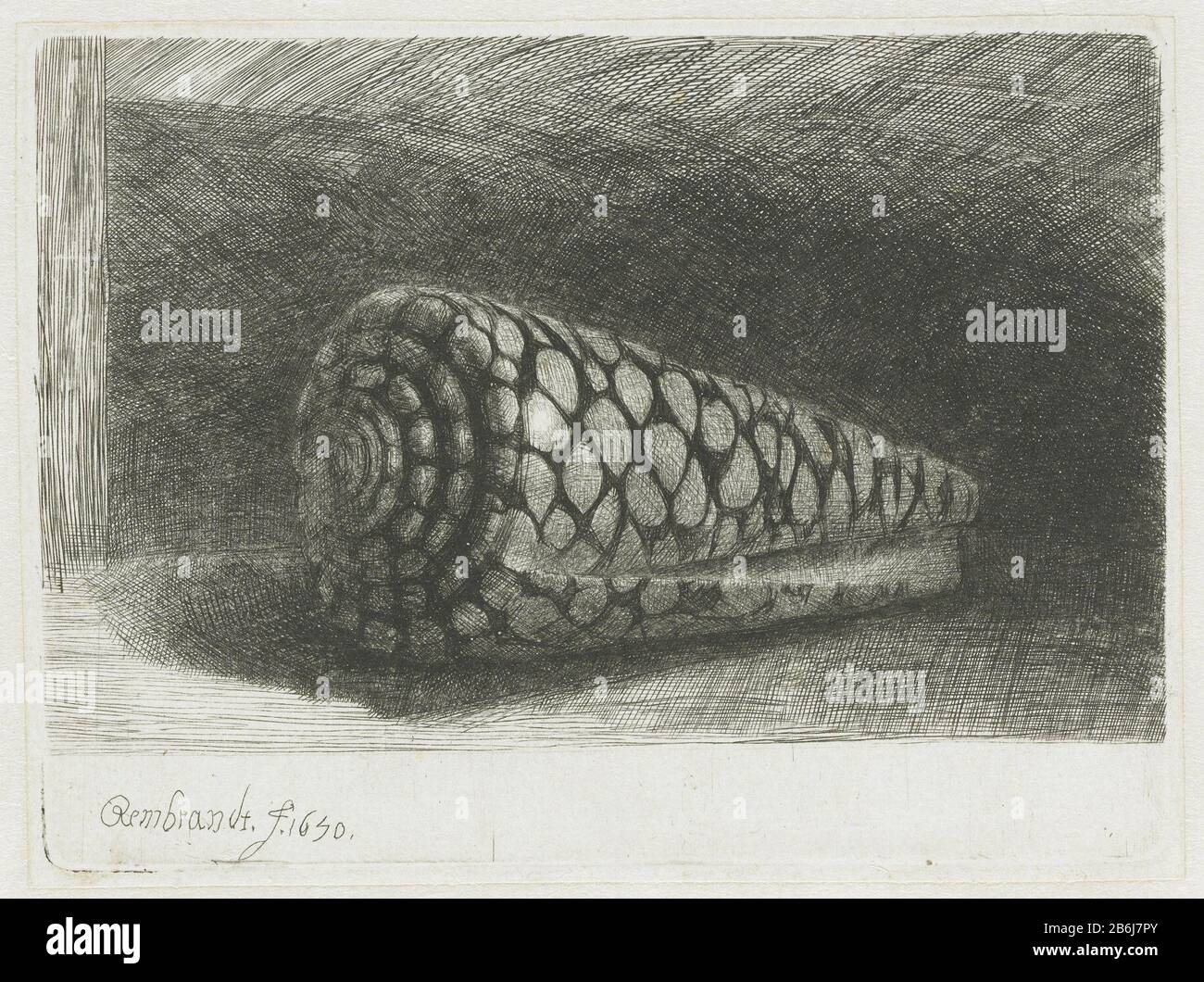 Central cone shaped shell hi-res stock photography and images - Alamy