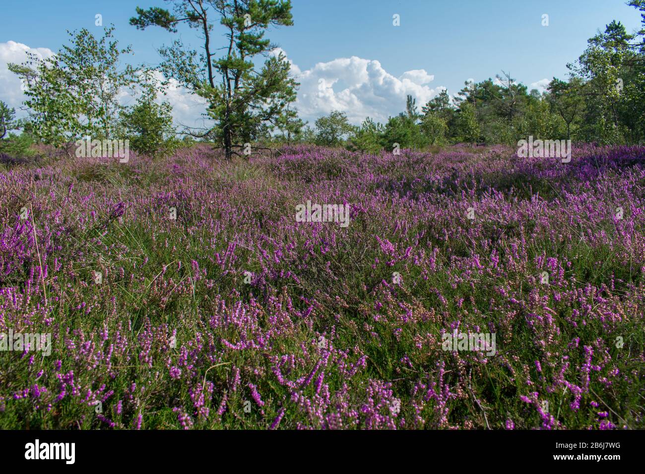 Landscape of bog filled with blooming purple common heather (Calluna ...
