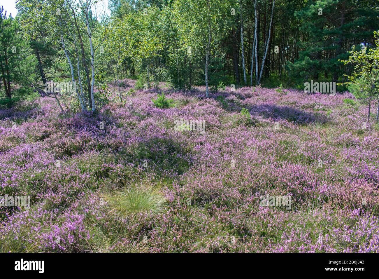 Landscape of bog filled with blooming purple common heather (Calluna ...