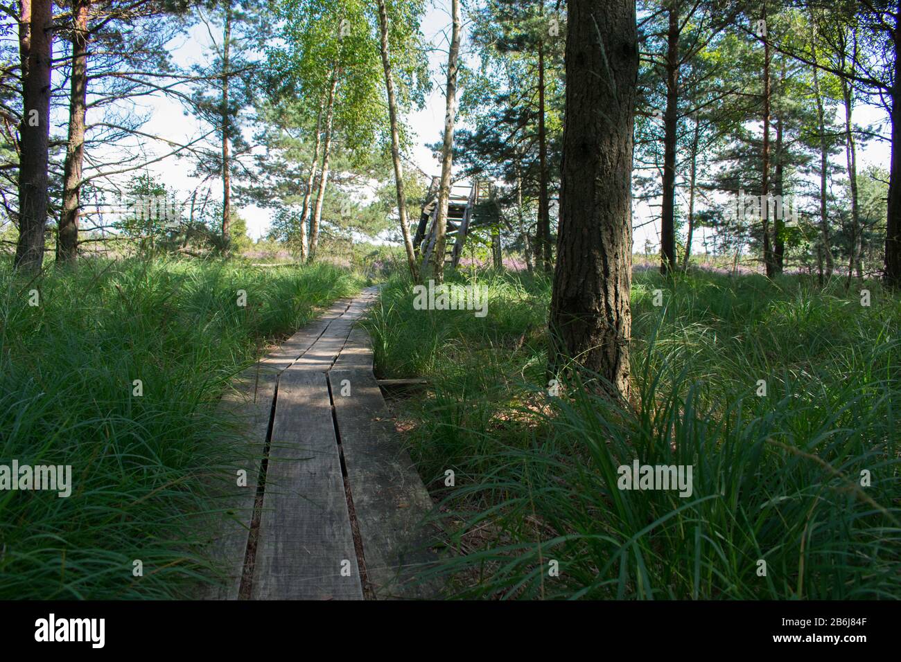 Footbridge and pine trees hi-res stock photography and images - Alamy