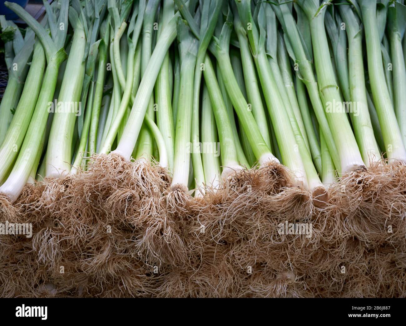 Food vegetable organic leek healthy hi-res stock photography and images ...