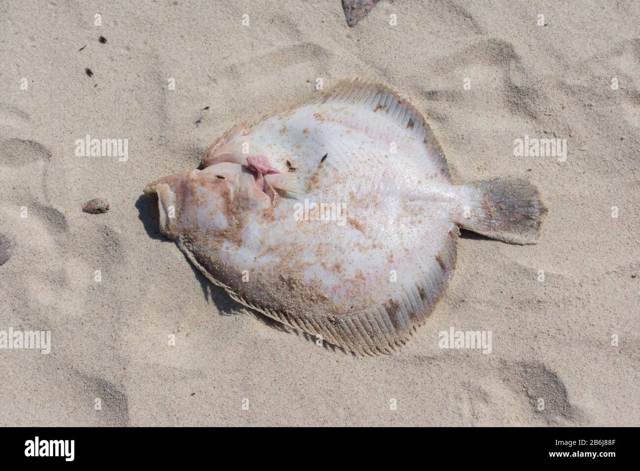 Dead European flounder (Platichthys flesus) fish with intestines out in ...