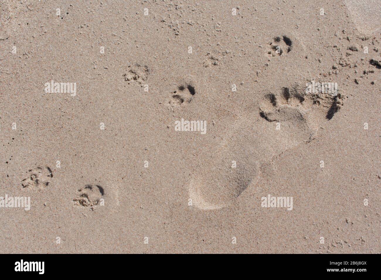 Single human barefoot and dog paws imprints in beach sand Stock Photo ...