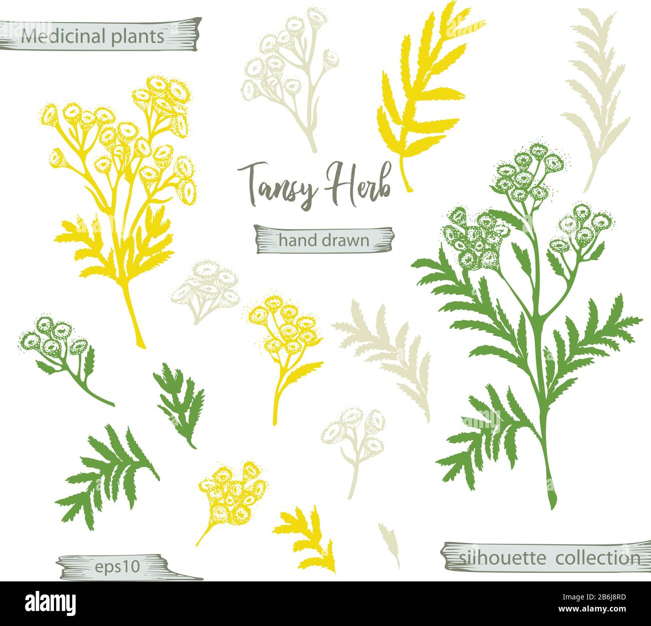 Set color hand drawn silhouette of tansy, lives and flowers isolated on ...