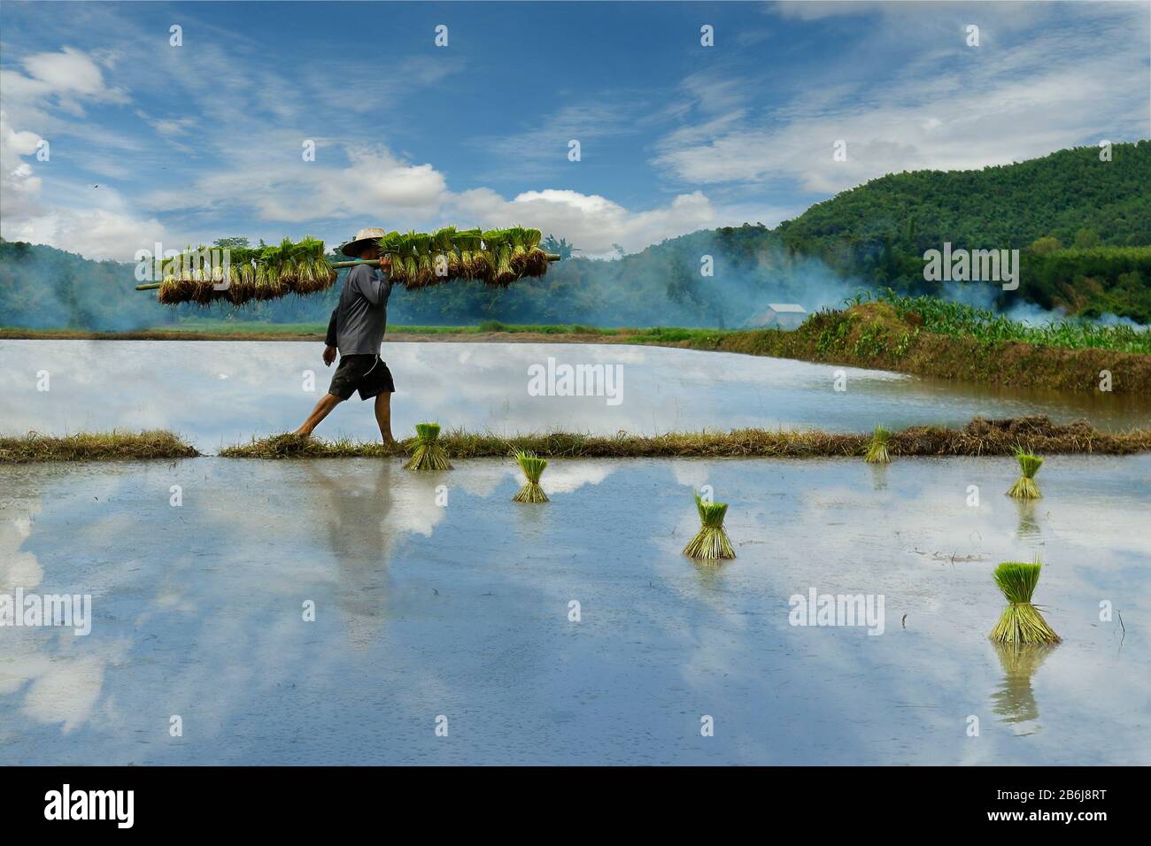 Rice field worker Stock Photo - Alamy