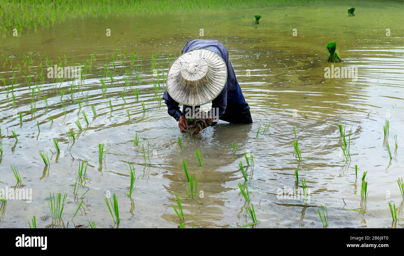 Rice field worker Stock Photo - Alamy