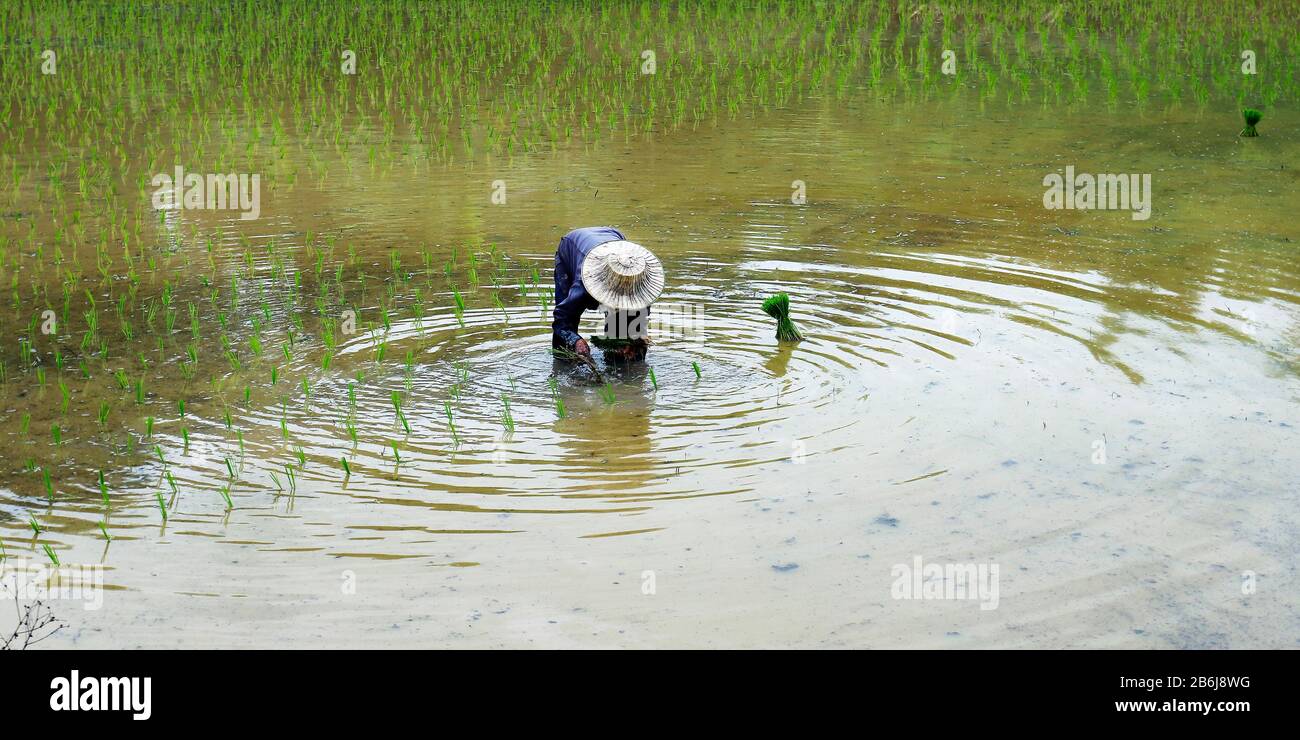 Rice field worker Stock Photo - Alamy