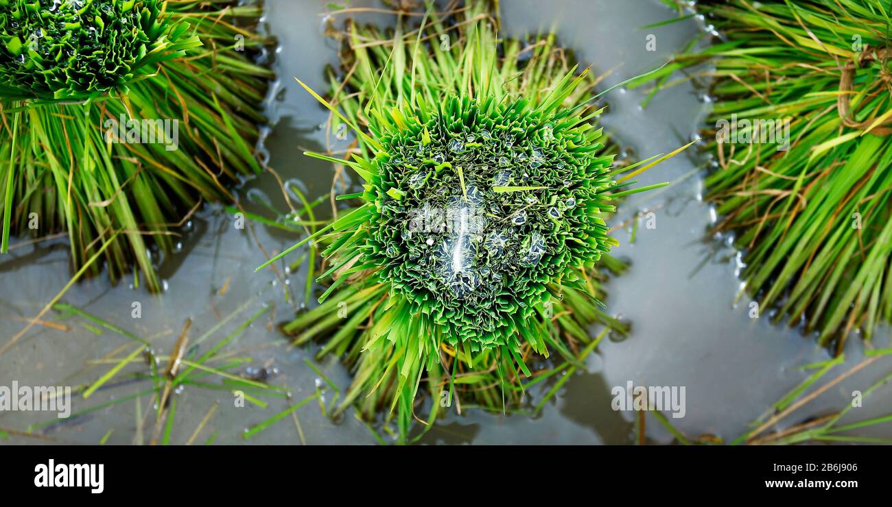 Bundle of rice in rice field ready to be planted Stock Photo - Alamy
