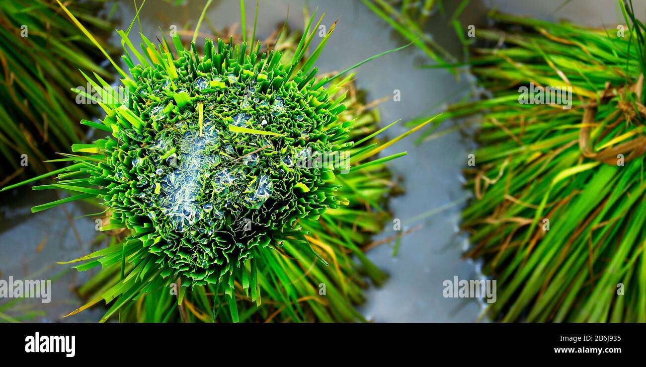 Bundle of rice in rice field ready to be planted Stock Photo - Alamy