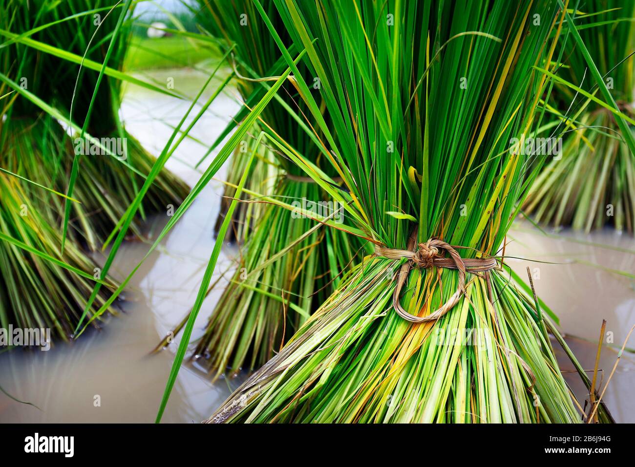 Bundle of rice in rice field ready to be planted Stock Photo - Alamy