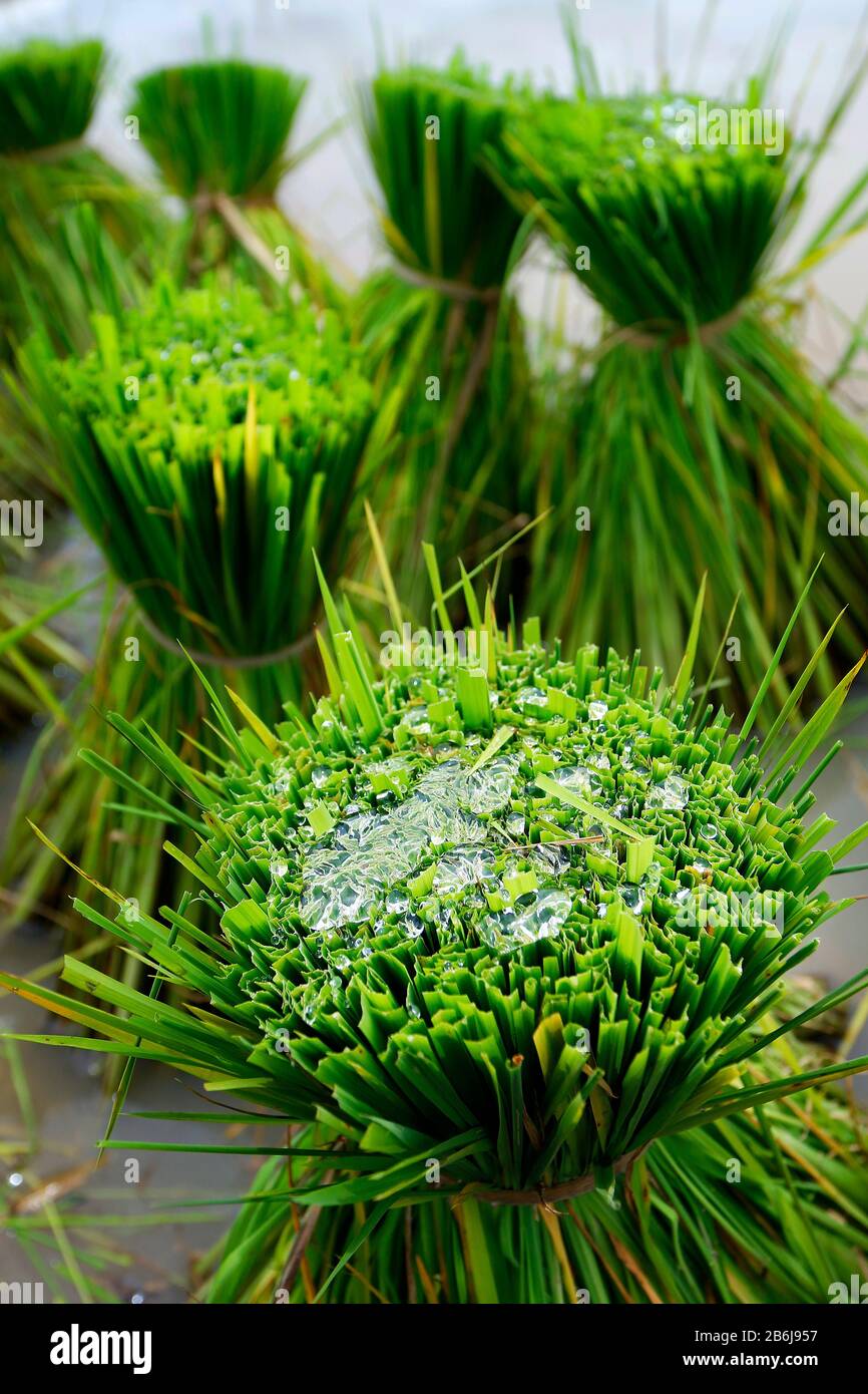 Bundle of rice in rice field ready to be planted Stock Photo - Alamy