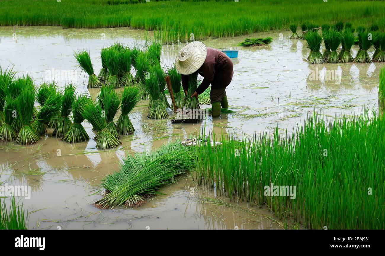 Rice field worker Stock Photo - Alamy
