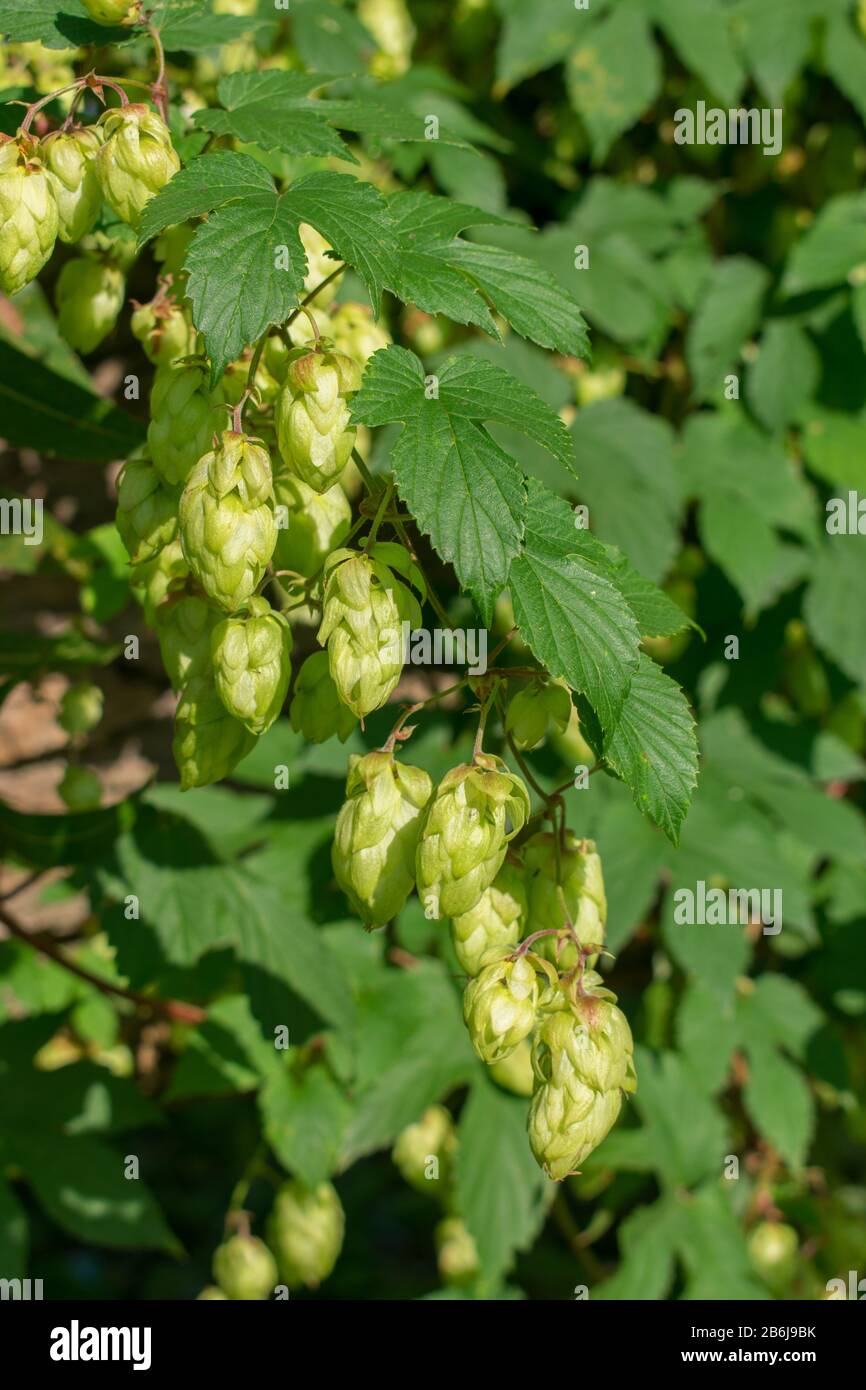 Green buds and leaves of common hop (Humulus lupulus Stock Photo - Alamy