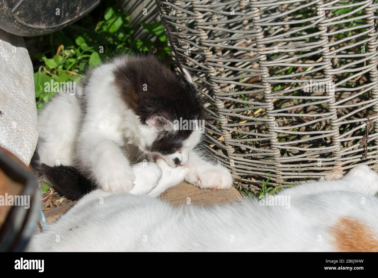 Cute black and white kitten playing and biting on other cat's paw Stock ...