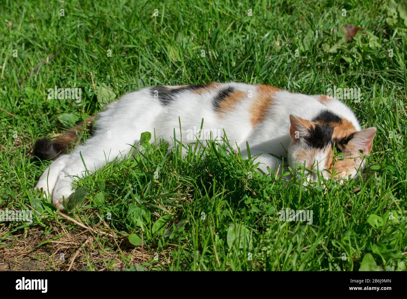 Tri color tabby hi-res stock photography and images - Alamy