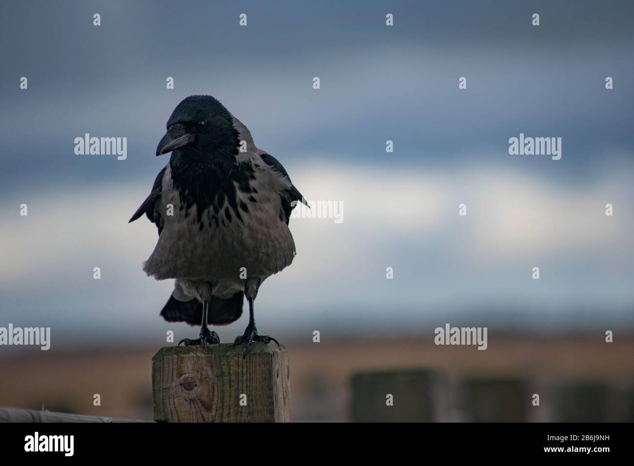 European grey crow on a pole Stock Photo - Alamy