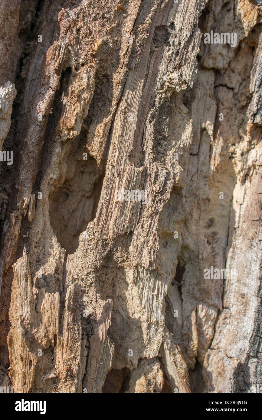 Surface of old rotten, insect bored, eaten tree Stock Photo - Alamy