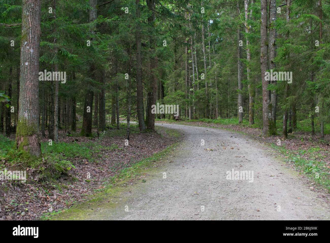 Mysterious dark pathway road in the woods Stock Photo - Alamy