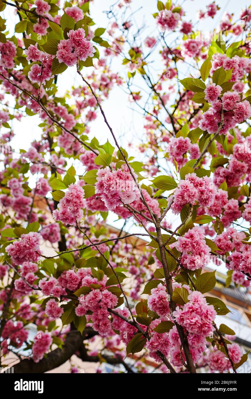 Beautiful cherry blossom. Fresh spring background on nature outdoors ...