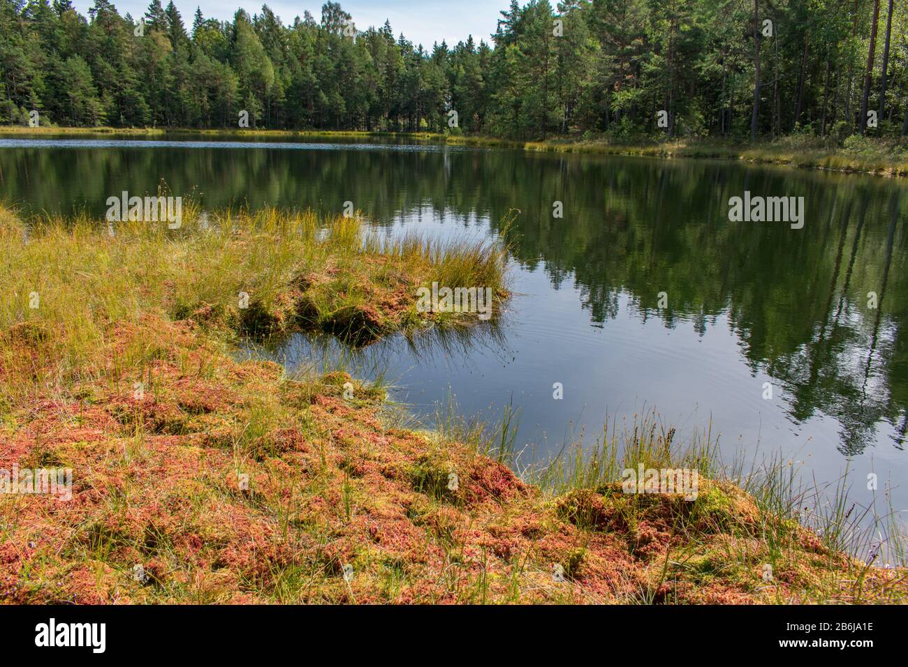 Landscape of beautiful bog lake with green forest and blue sky ...