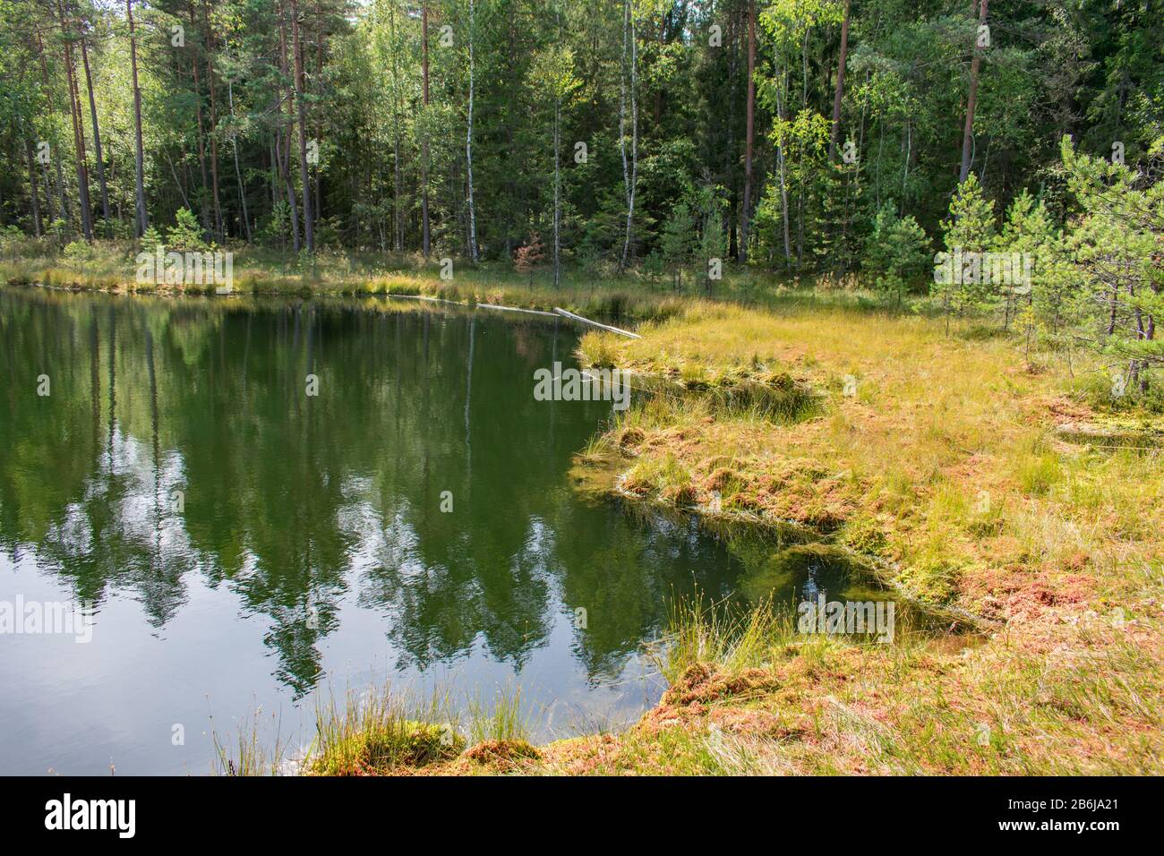 Landscape of beautiful bog lake with green forest and blue sky ...