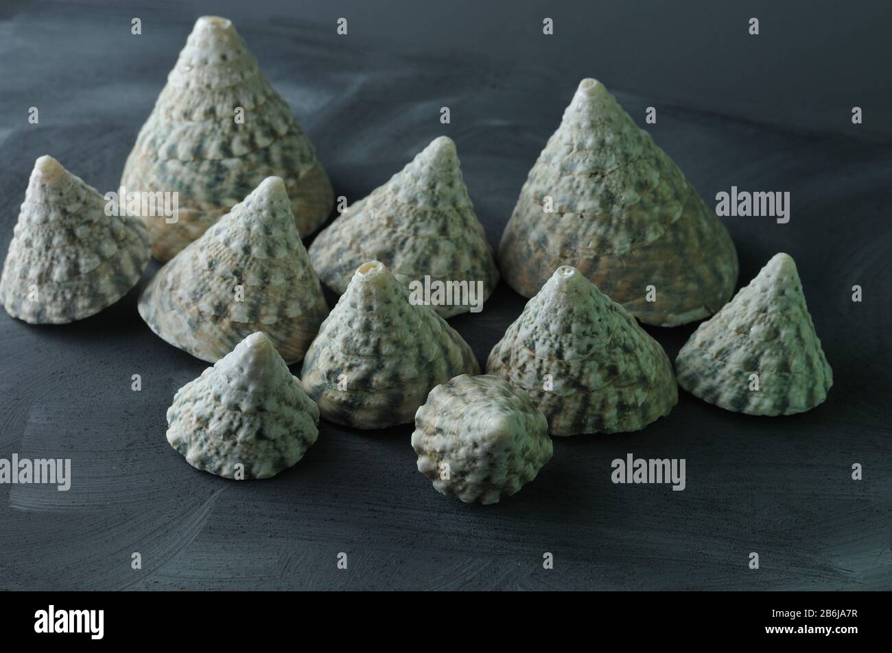 Cone shaped shell hi-res stock photography and images - Alamy