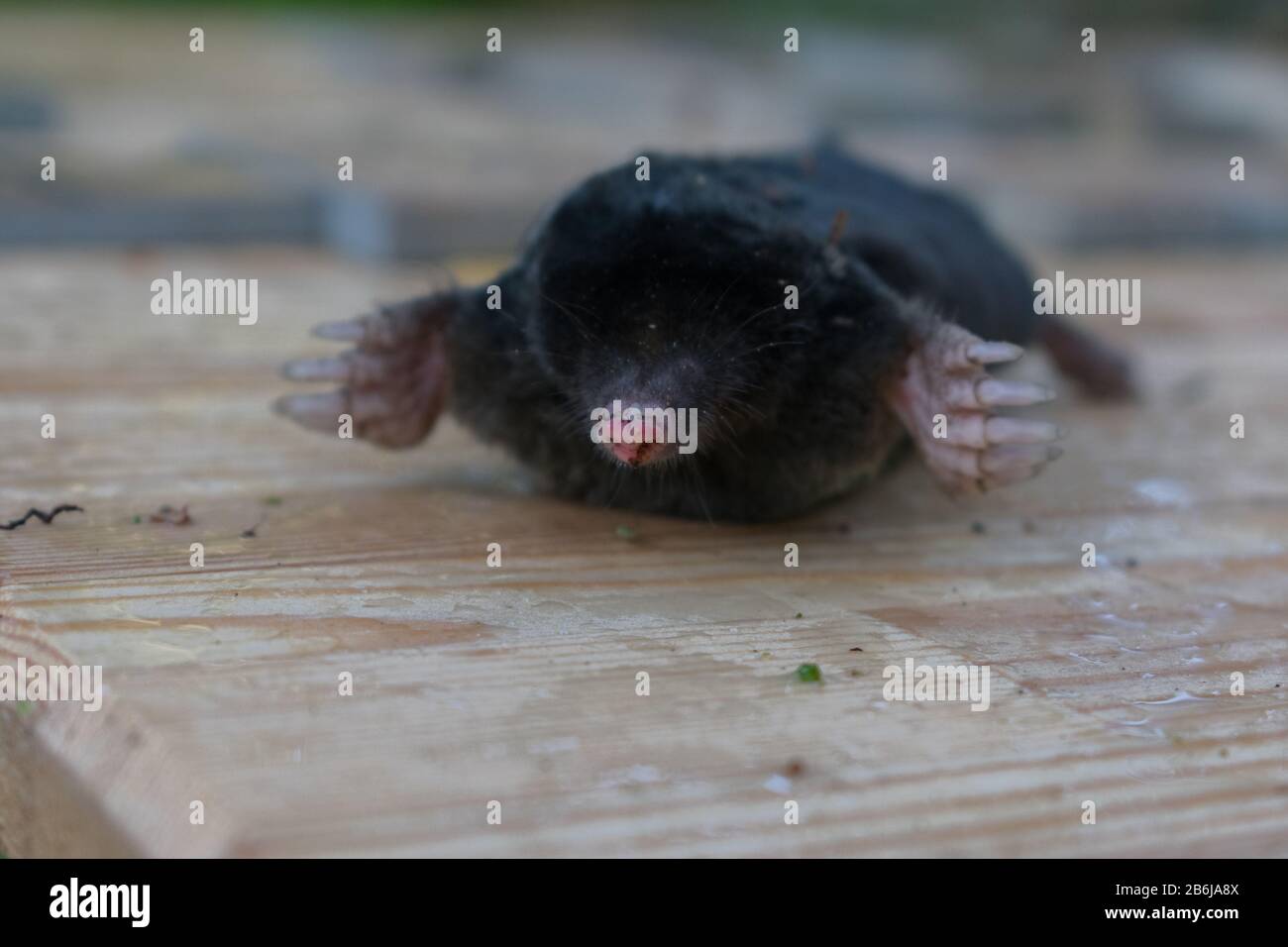 Laying wood plank garden hi-res stock photography and images - Alamy