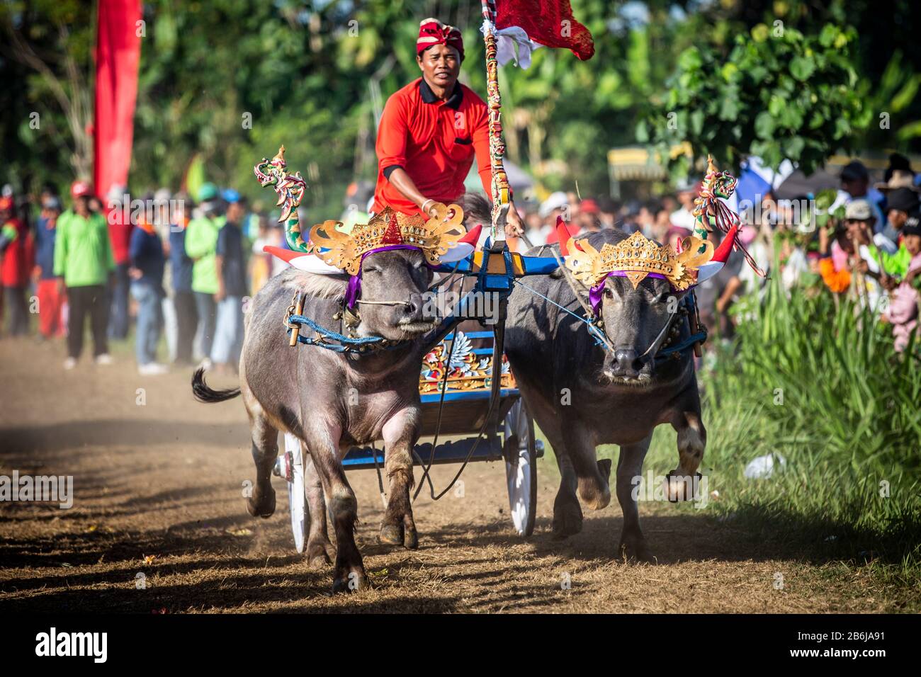 BALI, INDONESIA - SEPTEMBER 11, 2016: Traditional buffalo race known as ...