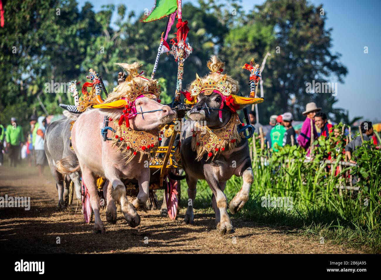 BALI, INDONESIA - SEPTEMBER 11, 2016: Traditional buffalo race known as ...
