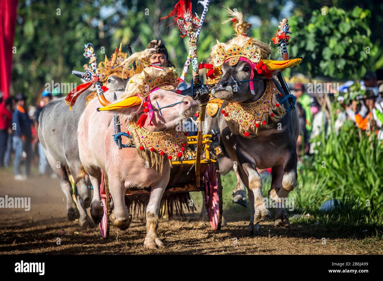 BALI, INDONESIA - SEPTEMBER 11, 2016: Traditional buffalo race known as ...