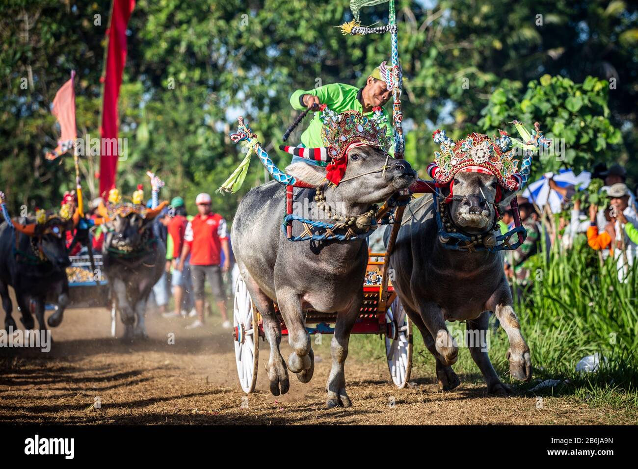 BALI, INDONESIA - SEPTEMBER 11, 2016: Traditional buffalo race known as ...