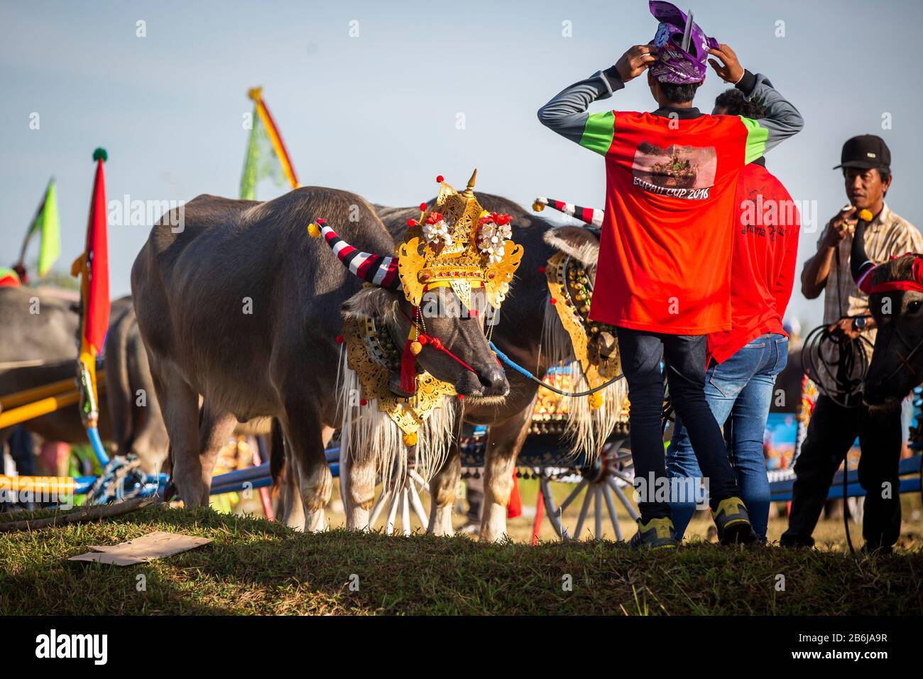 BALI, INDONESIA - SEPTEMBER 11, 2016: Traditional buffalo race known as ...