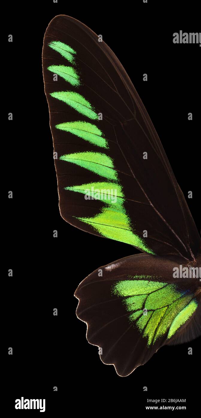 Macro wing of green butterfly isolated on a black background Stock ...