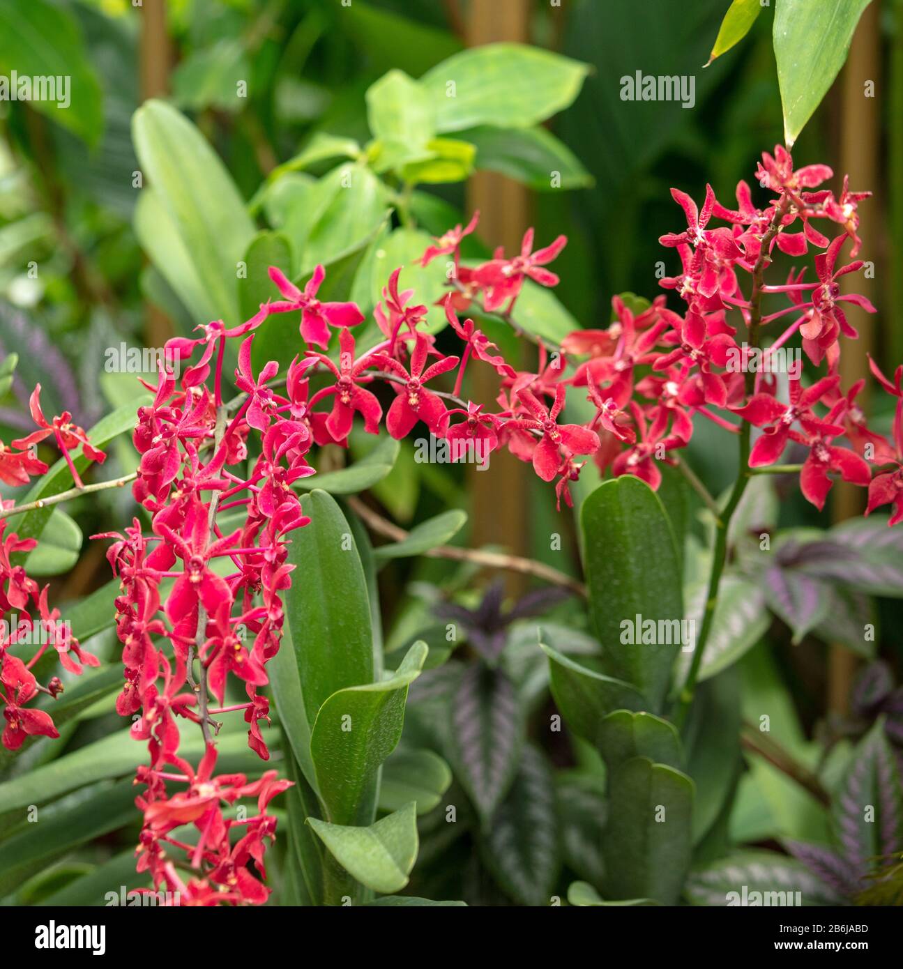 Plants in pots in singapore hi-res stock photography and images - Alamy