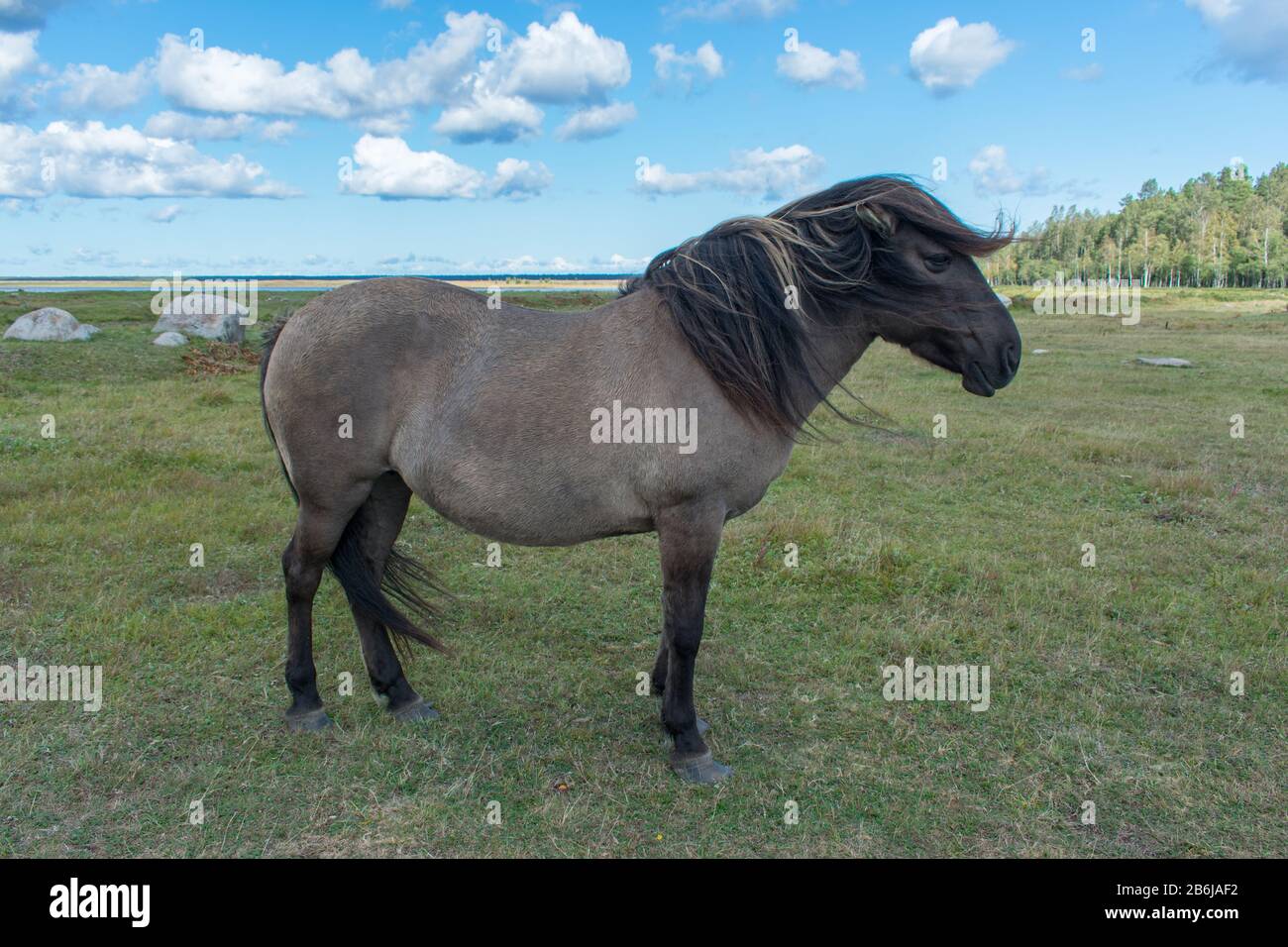 Wild konik polski or Polish primitive horse at Engure Lake Nature Park ...