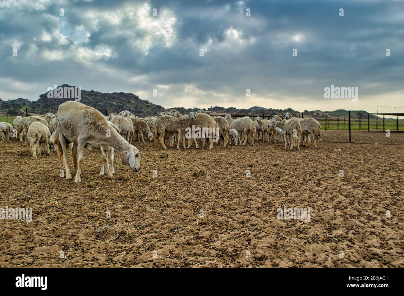 Saudi Arabian desert and desert life Stock Photo - Alamy