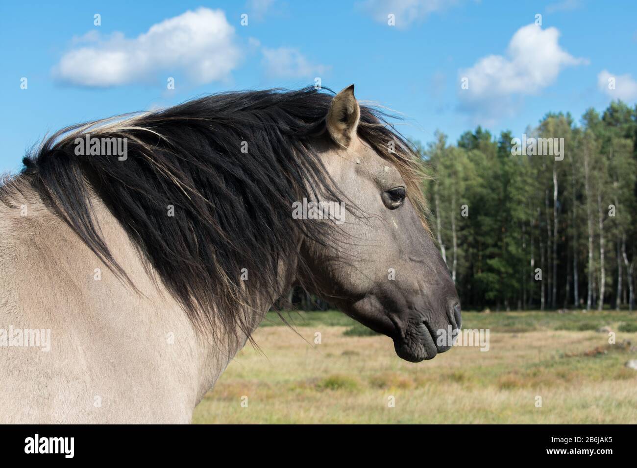 Close up portrait of wild konik polski or Polish primitive horse at ...