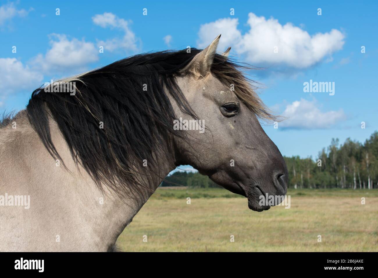 Close up portrait of wild konik polski or Polish primitive horse at ...