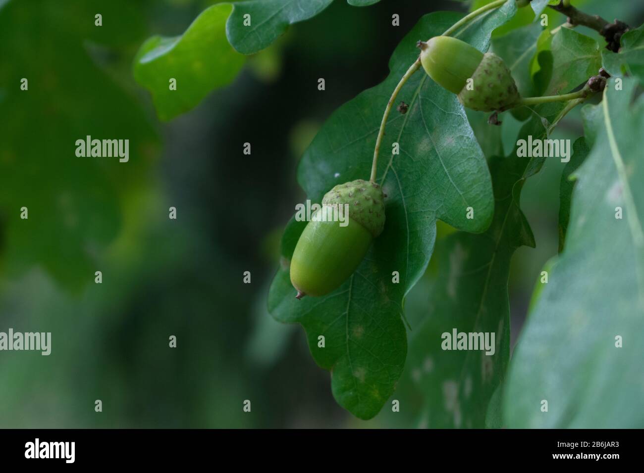Beautiful branch oak acorns hi-res stock photography and images - Alamy