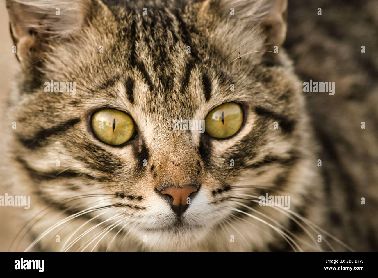 Wild face of cat Stock Photo - Alamy