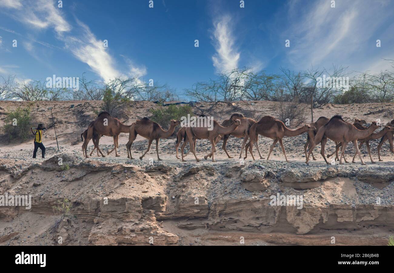 Saudi Arabian desert and desert life Stock Photo - Alamy