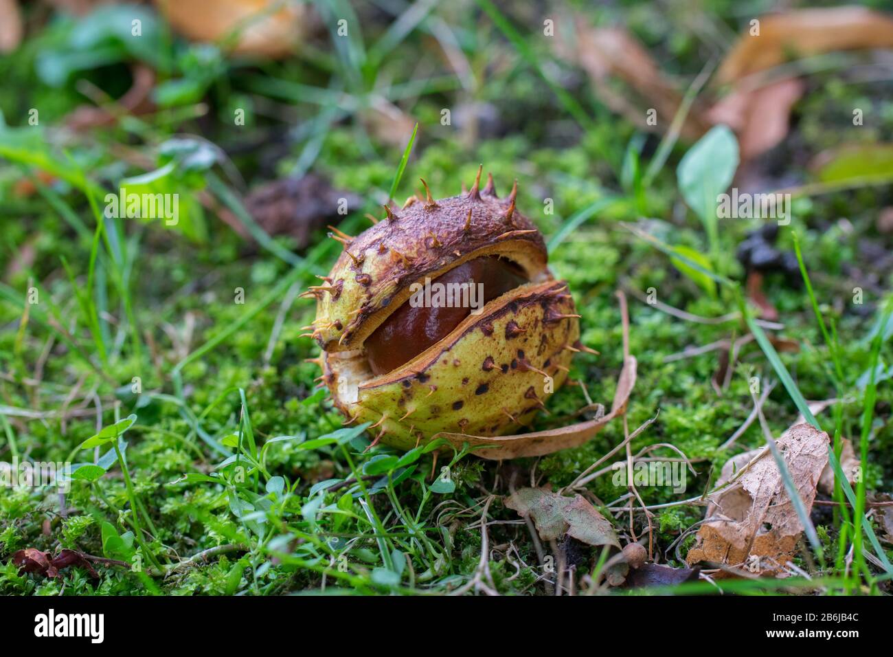 Horse chestnuts on the ground hi-res stock photography and images - Alamy