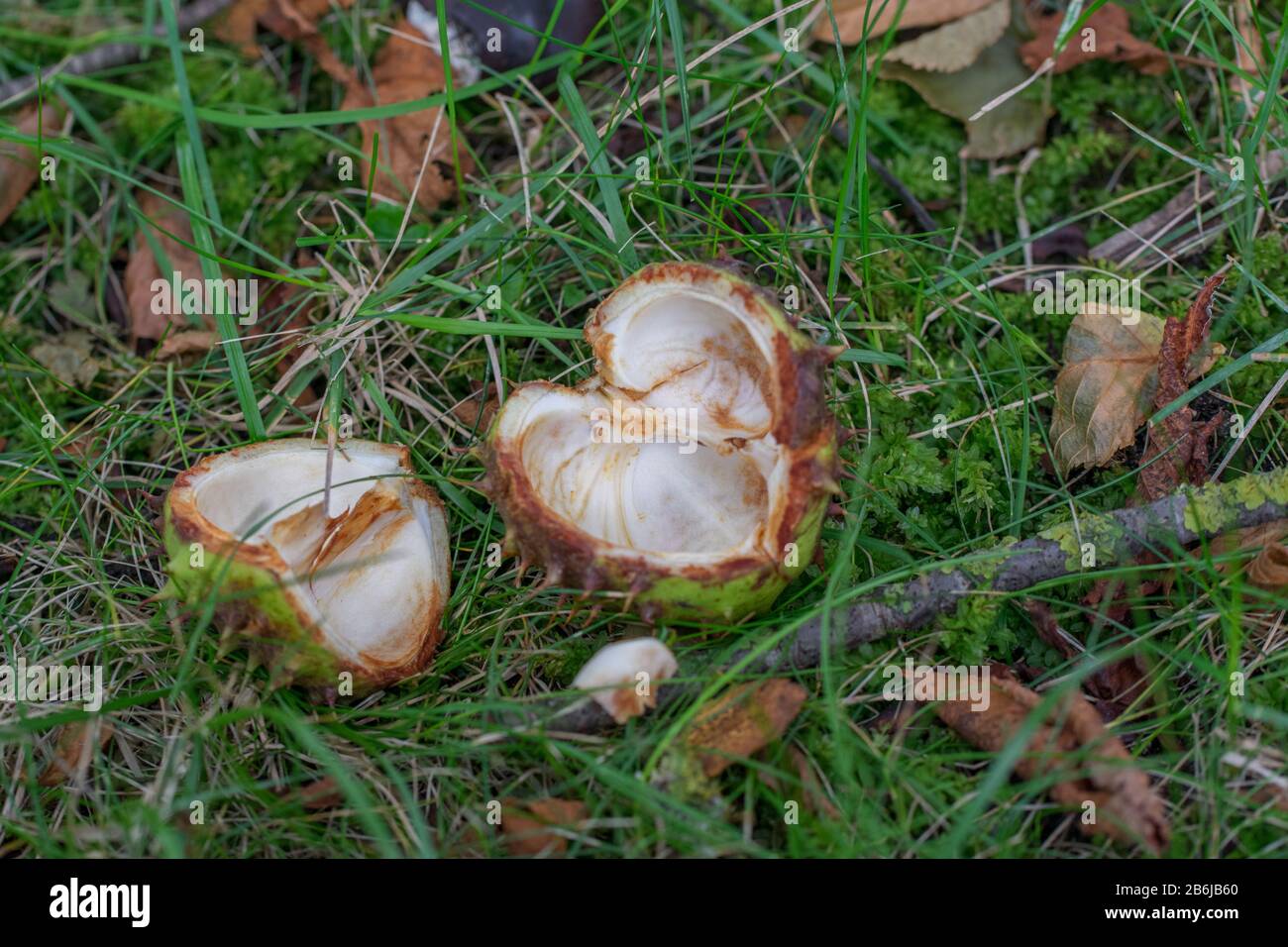 Empty conker shell hi-res stock photography and images - Alamy