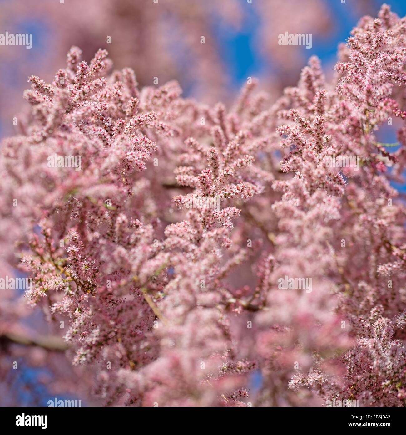 Flowering tamarisk, Tamarix, in spring Stock Photo - Alamy