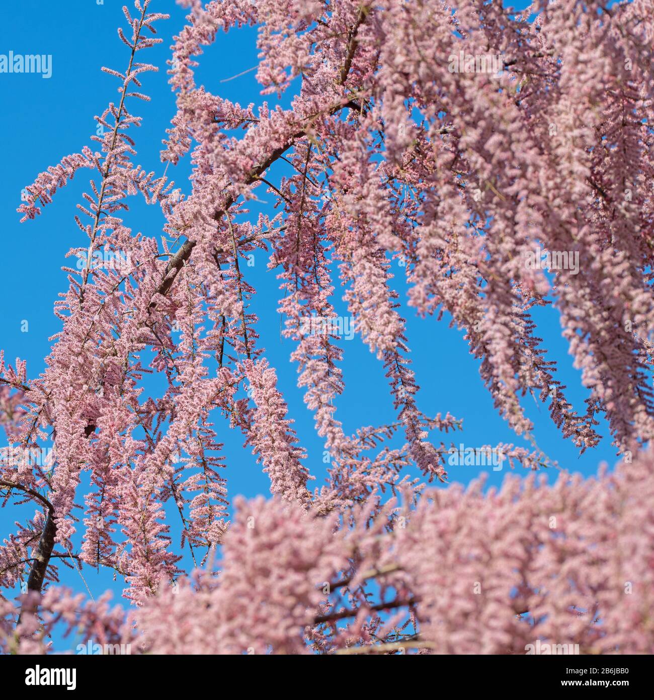 Tamaricaceae hi-res stock photography and images - Alamy